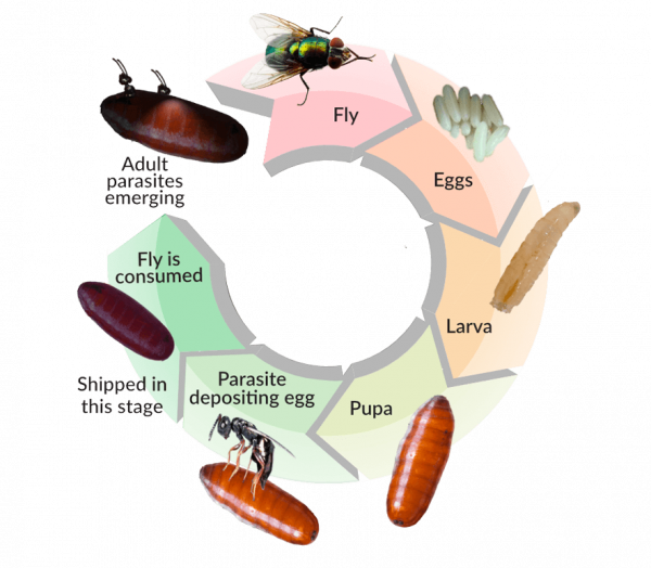 I KILL FLIES! – Natural Fly Control That Works