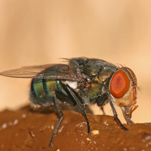 I KILL FLIES! – Natural Fly Control That Works